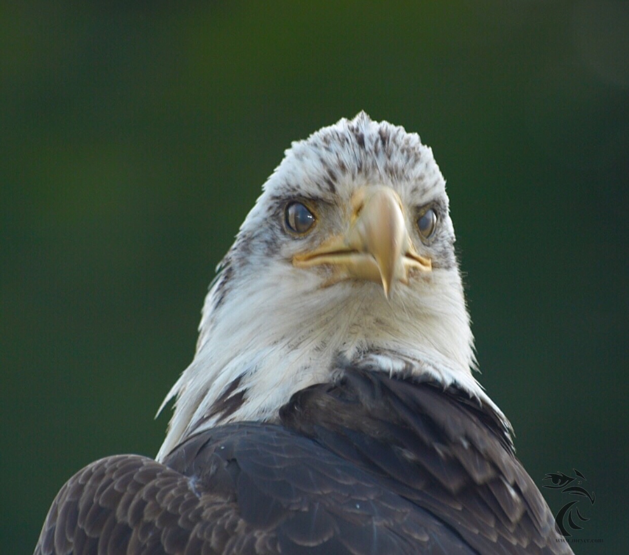 Eagle Eyes | Nature Photography by Martin Ryer