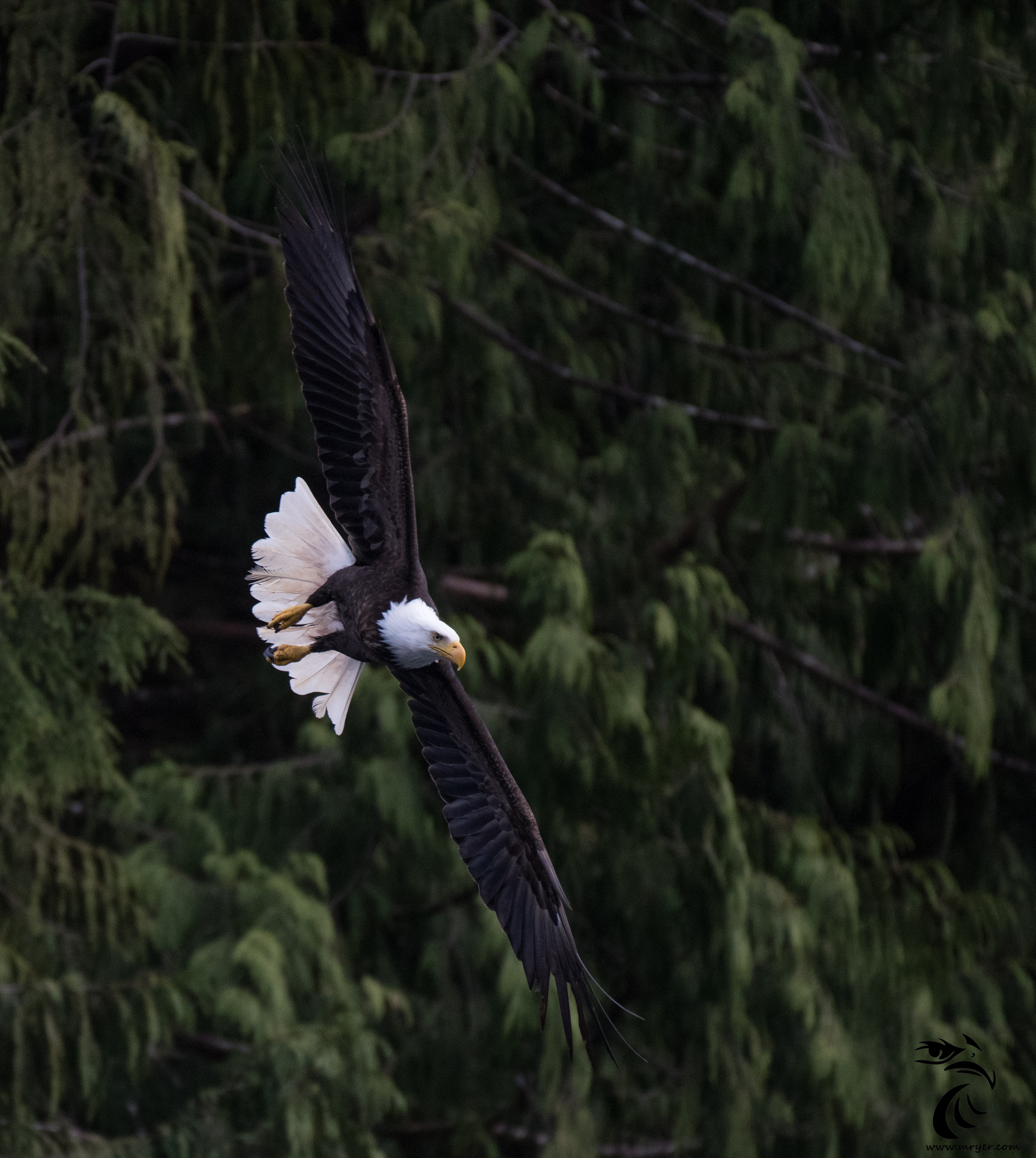 In Flight | Nature Photography by Martin Ryer